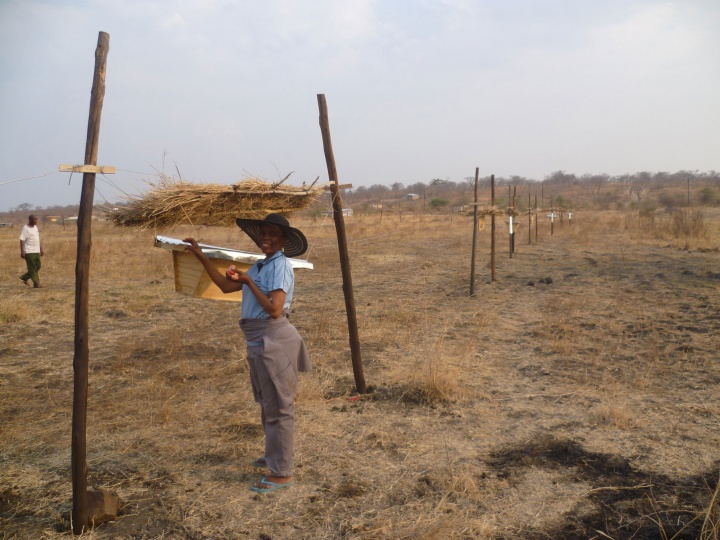 Elephants are scared of bees and it's saving their lives - Under the ...