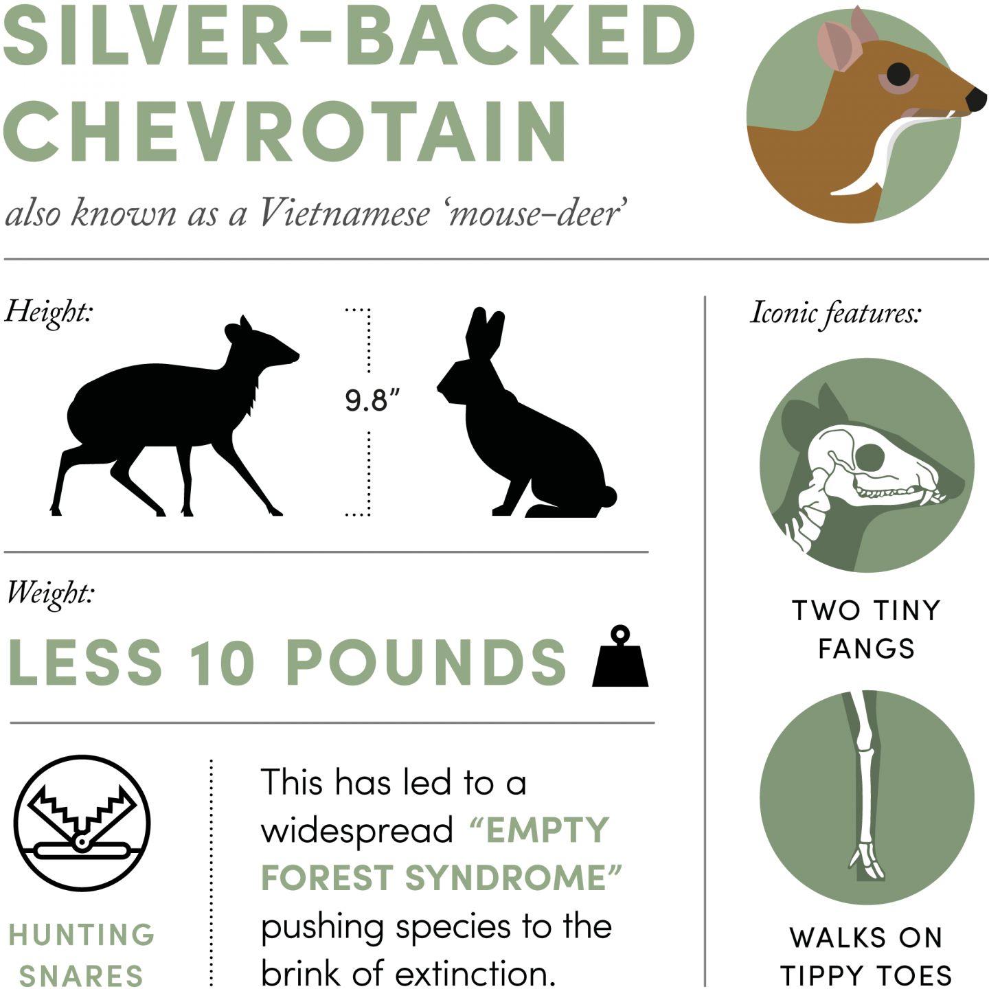 Rediscovery of the Silver-Backed Chevrotain - Under the Skin of ...