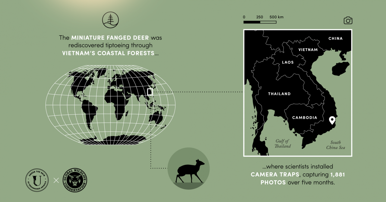 Rediscovery of the Silver-Backed Chevrotain - Under the Skin of ...