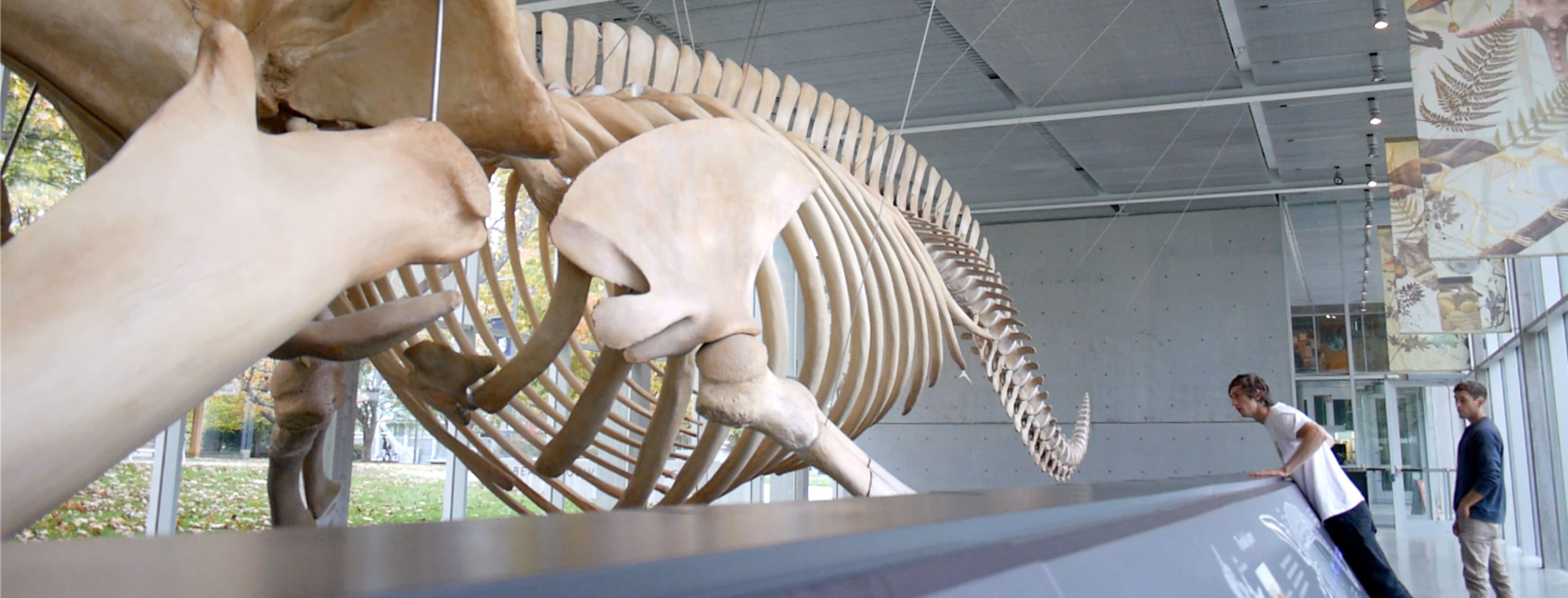 Exploring the Museum of Biodiversity - Under the Skin of Endangered Animals